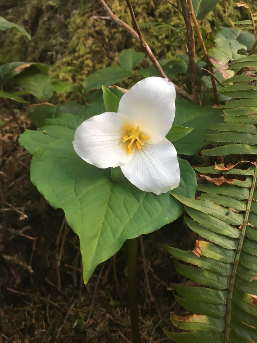 Early Spring Wildflowers of the Central Oregon Coast – Botany Stuff