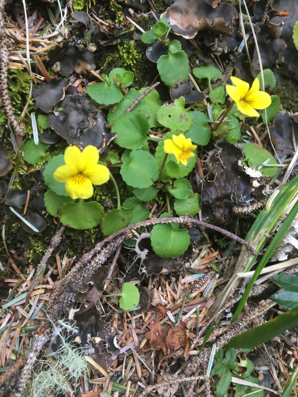 Early Spring Wildflowers of the Central Oregon Coast – Botany Stuff
